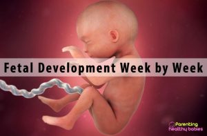 How Big is Your Baby? Fetal Development Week by Week
