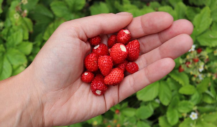 11 Amazing Health Benefits of Alpine Strawberries